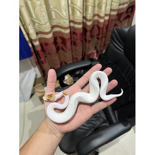Jual ball python pied pinto / jual ball phyton pied pinto - Kab ...
