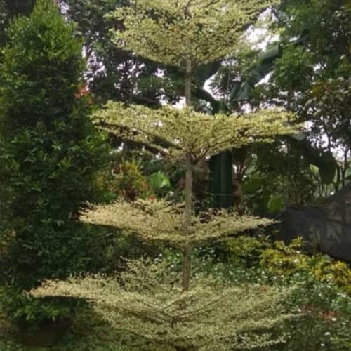 Jual tanaman hias pohon Ketapang mini variegata (tinggi 100cm sampai ...