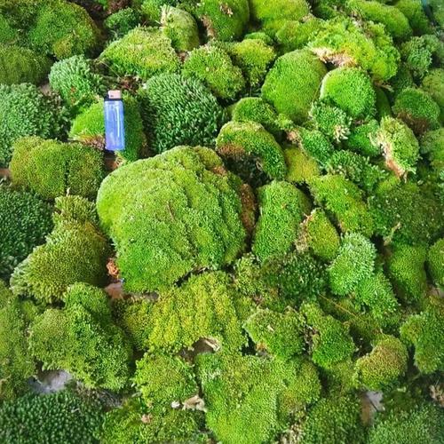 Jual Living Moss Sphagnum Lumut Spagnum Toping Media Tanam dan Cangkok ...
