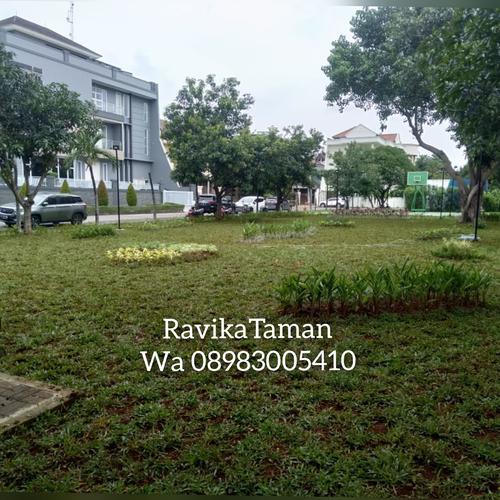 Jual pasang rumput gajah paitan/gajah besar - Kab. Bogor - RavikaTaman ...