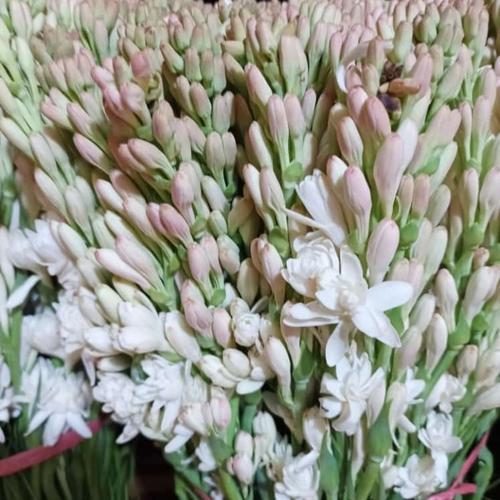 Jual BUNGA SEDAP MALAM / BUNGA LEBARAN / bunga segar - Kab. Bekasi ...