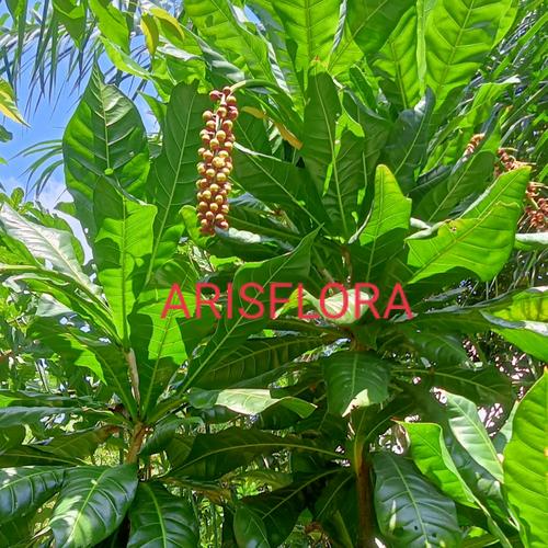 Pohon Putat - Perumperindo.co.id