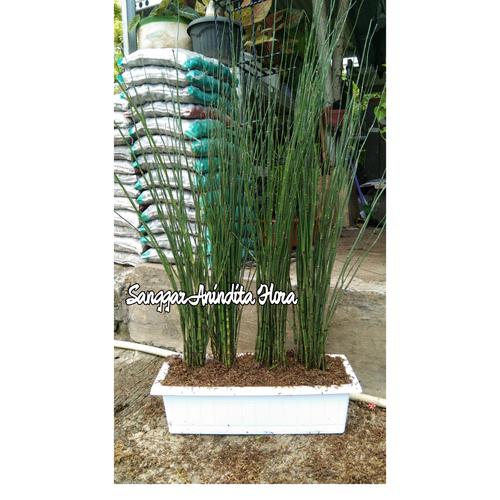 Jual TANAMAN HIAS BAMBU AIR/TANAMAN POHON BAMBU AIR + POT PANJANG ...