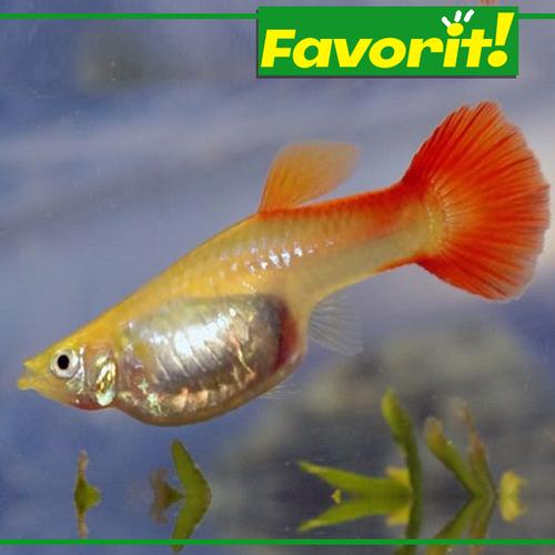 Jual Guppy Albino Full Red (AFR) Indukan Ikan Hias Aquarium Aquascape Hias - Jakarta Barat ...