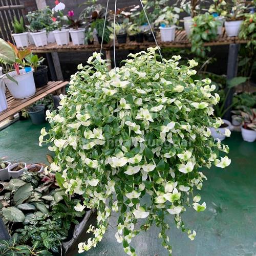 Jual tanaman hias janda merana / tanaman gantung / pot gantung ...
