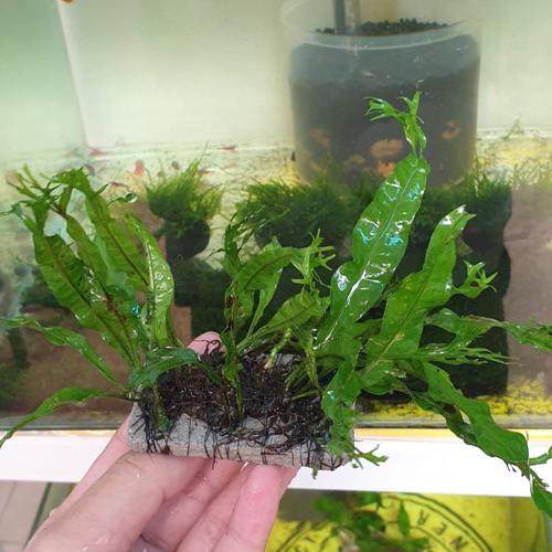Jual Tanaman Kadaka Aquascape / Tanaman Lempeng Windelov - B - Kota ...