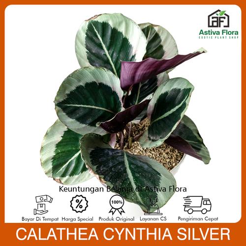 Jual Calathea Cynthia Calathea Cynthia Silver - Kab. Magelang - Astiva ...