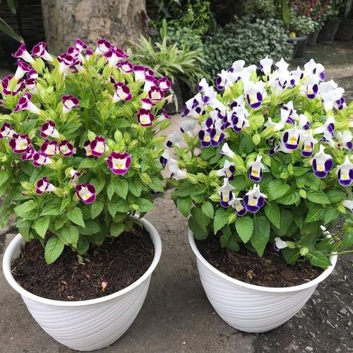 Jual tanaman bunga teronia hias - Jakarta Utara - alam indah tunggal ...