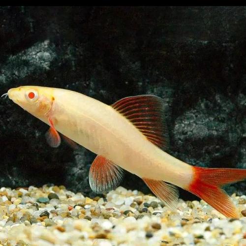 Jual IKAN RED FIN / ALBINO SHARK RED TAIL / IKAN HIAS AQUASCAPE AIR ...