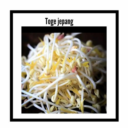 Jual toge panjang segar - 1kg - Jakarta Timur - 07fresh | Tokopedia