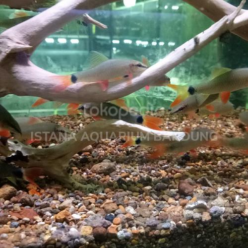 Jual ikan redfin pemakan lumut aquascape - Kota Bandung - istana ...