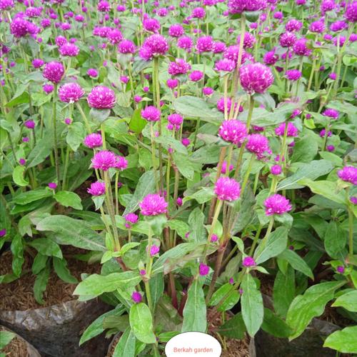 Jual Tanaman Hias Bunga Kancing Knop warna ungu - Kab. Bandung Barat ...