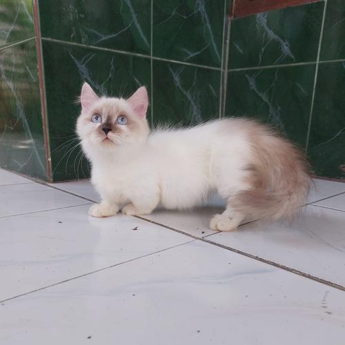 Jual kucing munchkin x himalayan - Kota Tangerang - kaya ungkep presto ...