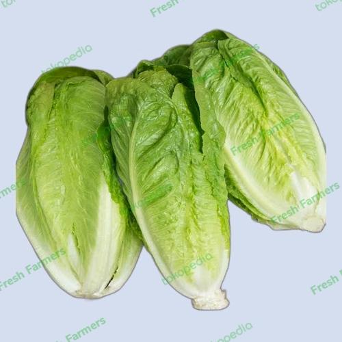 Jual romaine lettuce / selada romaine 500 gr - Jakarta Selatan - Fresh ...