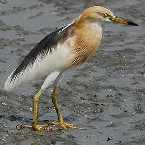 Jual Burung Hias Blekok Sawah Kuntul Rawa Bangau Kecil Hidup Sehat ...