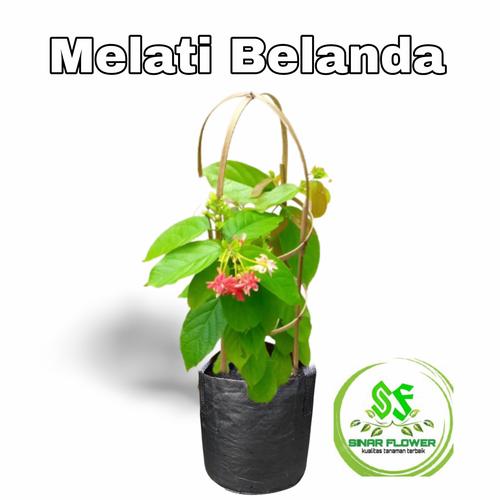 Promo tanaman bunga melati belanda/tanaman hias rambat/melati belanda ...