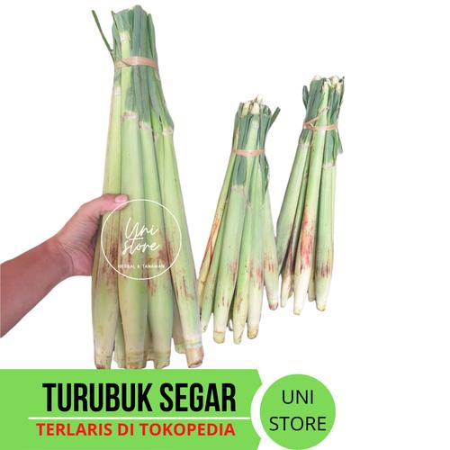 Jual TURUBUK / TERUBUK / TERUBUS / TELOR TEBU/ KEMBANG TEBU ENDOG ...