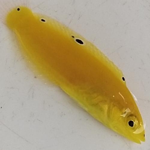 Jual Ikan Hias Air Laut Keling Kuning - Jakarta Selatan - 86fish ...