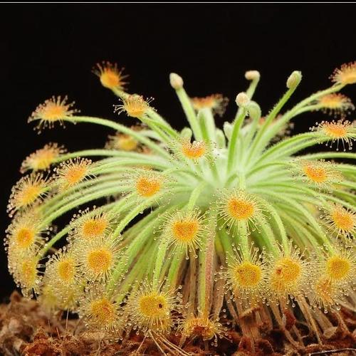 Jual Drosera broomensis Sundew Tanaman Pemakan Serangga Carnivorous ...