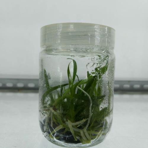 Jual anggrek botol dendrobium - Kota Depok - SaniGold | Tokopedia