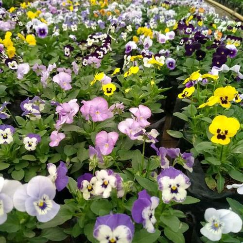 Jual PAKET 6 WARNA TANAMAN BUNGA VIOLA - Putih - Kab. Cianjur - Sandy ...