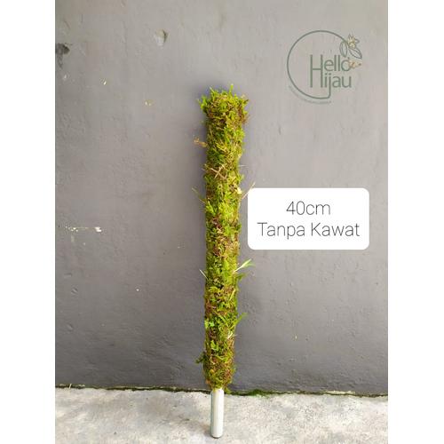 Jual Turus Lumut Pipa Kawat Rapih T40cm Media Tanam Lumut Penyangga ...