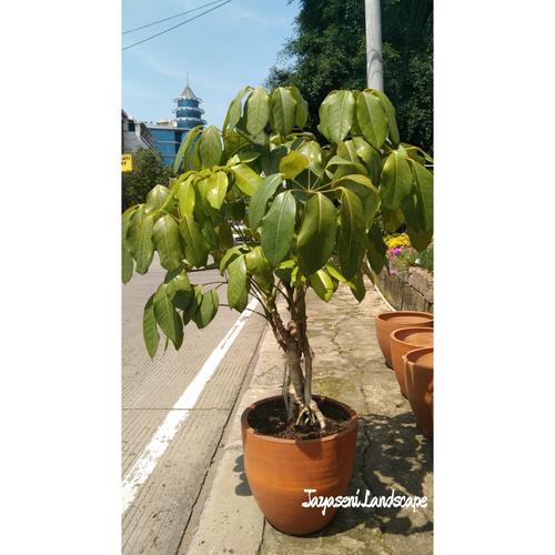 Jual TANAMAN HIAS WALISONGO HIJAU BESAR/TANAMAN INDOOR - Jakarta Utara ...