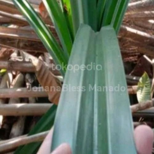 Jual DAUN PANDAN WANGI BESAR BISA UNTUK BUNGKUS KUE PANJANG 80CM -1 ...