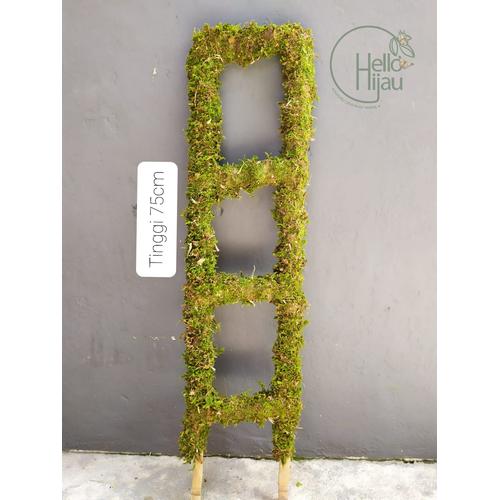 Jual Turus Lumut Tangga Bambu T 75cm Media Tanam Lumut Penyangga ...