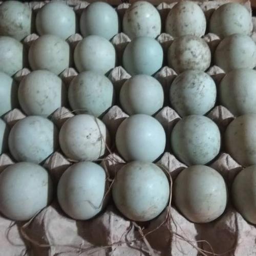 Jual telor bebek omega telur - Kab. Tangerang - toko ainun 22 | Tokopedia