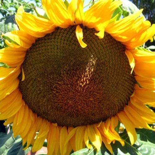 Jual Bibit Benih Biji Bunga MATAHARI JUMBO Cantik Mudah tumbuh- Isi 10 ...
