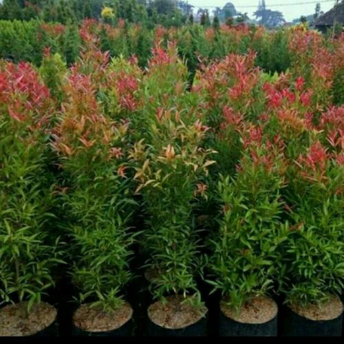 Jual Bibit Pucuk Merah Tinggi 1 Meter/ Bibit Pohon Pucuk Merah 1 Meter ...
