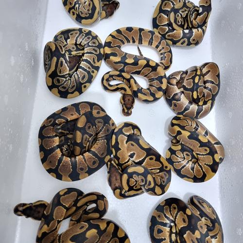 Jual ball python - Kab. Bandung - INDEXAN | Tokopedia