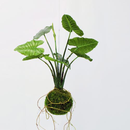 Jual Mossball - Monstera Alocasia Elephant Ears - Jakarta Timur ...