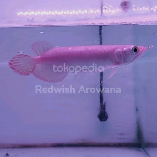Jual arwana super red spek kontes spesial anatomi - 28-30cm - Kota ...