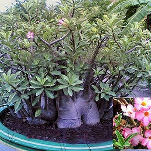 Jual 1 Benih Biji Adenium Black Giant Arabicum Adenium - Jakarta ...