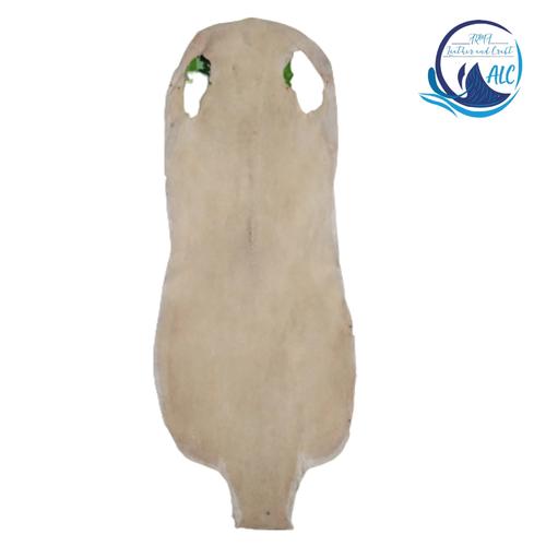 Jual Kulit Ikan Pari Lembaran Ukuran 6 Inch Warna Putih Natural - Kab ...