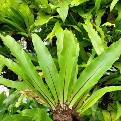 Jual Tanaman Kadaka / Pakis Kadaka (Hart's Tongue Fern) DENGAN ...