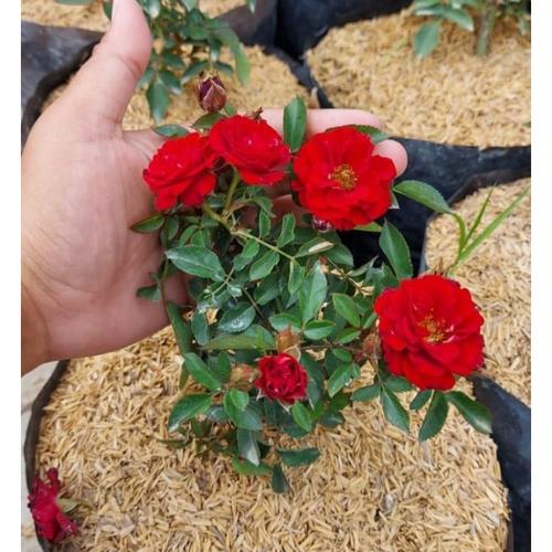 Jual Tanaman Bunga Mawar Merah Merambat asli sudah kuncup/berbunga ...