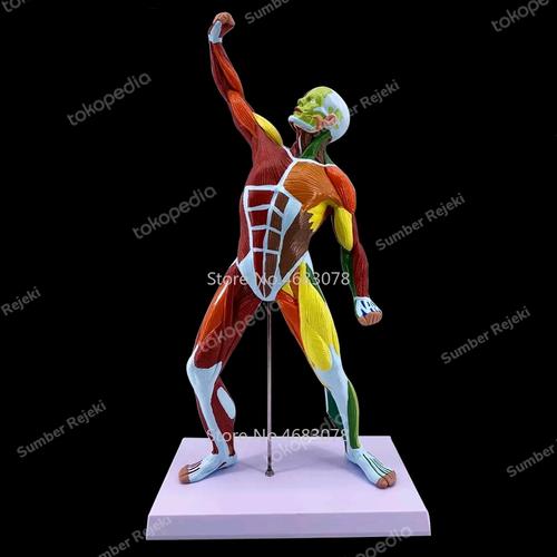 Jual Model Anatomi Colorful Human Muscle Anatomy Model Anatomical ...