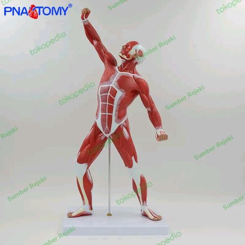 Jual Model Anatomi Muscular Figure Model Human Muscle - Jakarta Utara ...