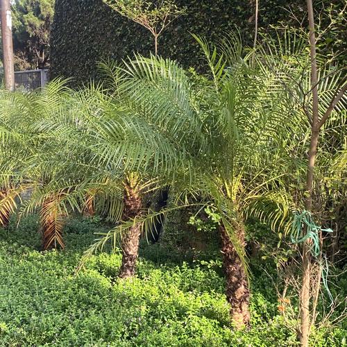 Jual Tanaman hias palem phoenix ukuran besar - Uk 1,5 meter - Jakarta ...