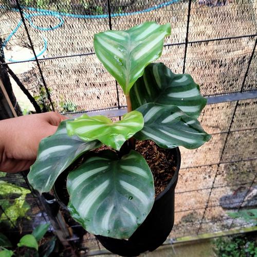 Jual calathea paciata-tanaman hias calathea paciata -pohon unik dan ...