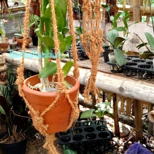 Promo Tali gantungan pot sabut kelapa - tali pot gantung anggrek murah ...