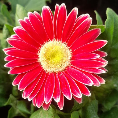 Jual Bibit bunga Garbera - Kab. Karo - YUUK SHOPPING | Tokopedia