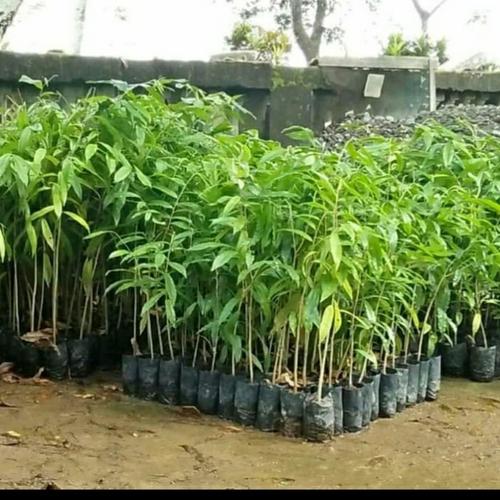 Jual Bibit Pohon Gaharu 1 Meter/ Bibit Kayu Gaharu Aquilaria ...