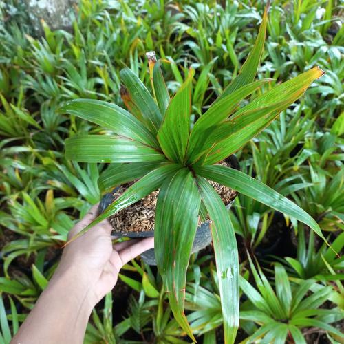 Jual tanaman hias palm botol-pohon palm botol bibit - Kab. Bogor - fian ...