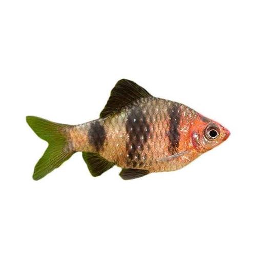 Jual ikan ruby barb - Kota Depok - Fauna aqua | Tokopedia