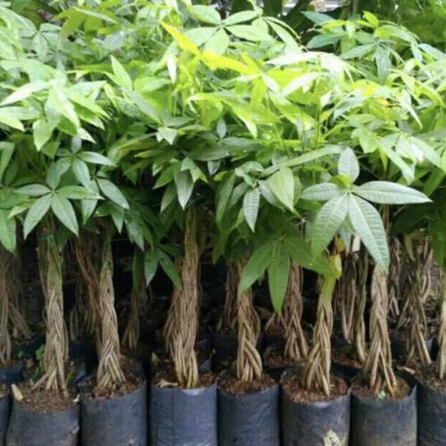 Jual tanaman hias pachira kepang // kuncir - pacira hoki - Jakarta ...