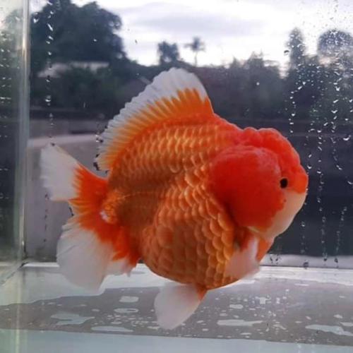 Jual Ikan Mas Koki Baby Oranda Super Bagong Grade Show Quality - Sakura ...
